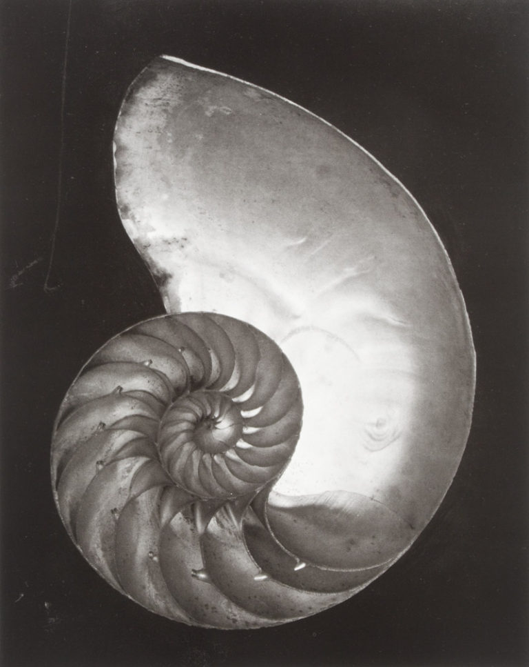 Edward Weston, maestro de la forma - fotofestín