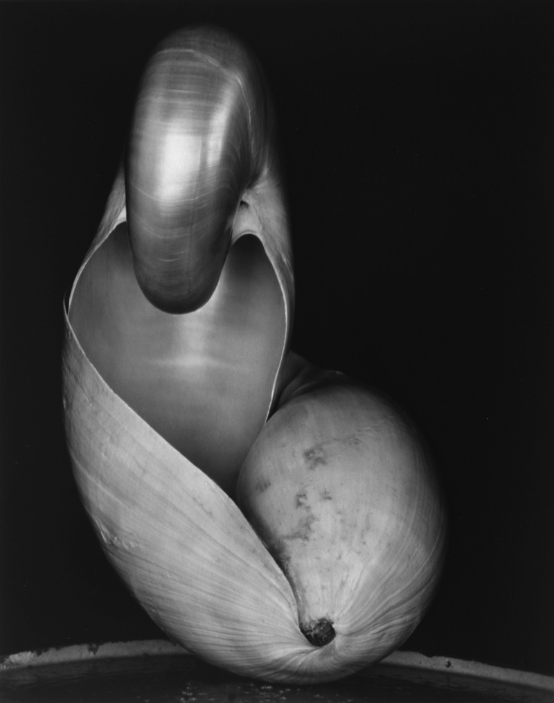 Edward Weston, maestro de la forma - fotofestín